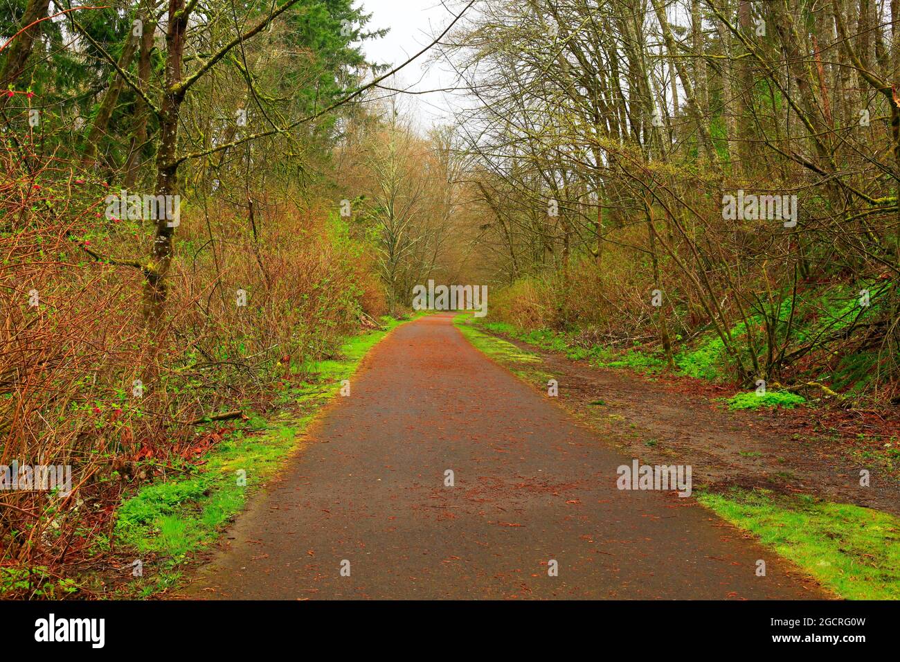 a exterior picture of an Pacific Northwest forest trail Stock Photo - Alamy