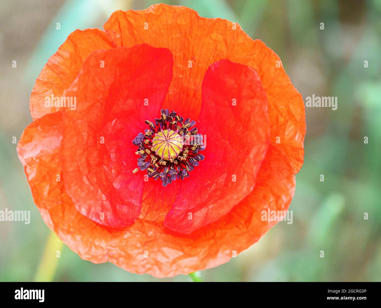 a beautiful red poppy (Papaver rhoeas) flower in full summer bloom ...