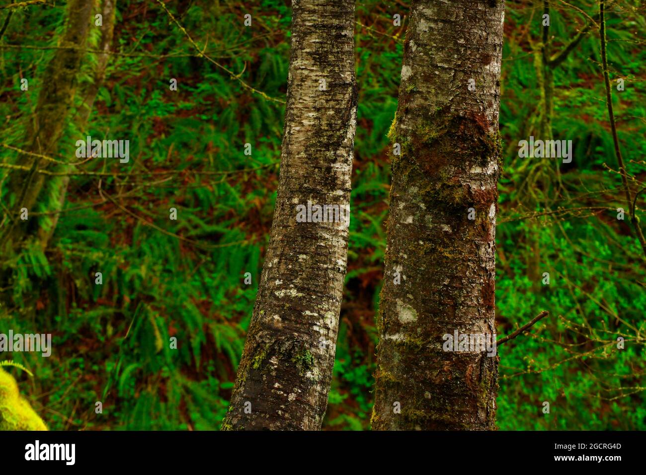 a exterior picture of an Pacific Northwest forest with Red alder trees ...