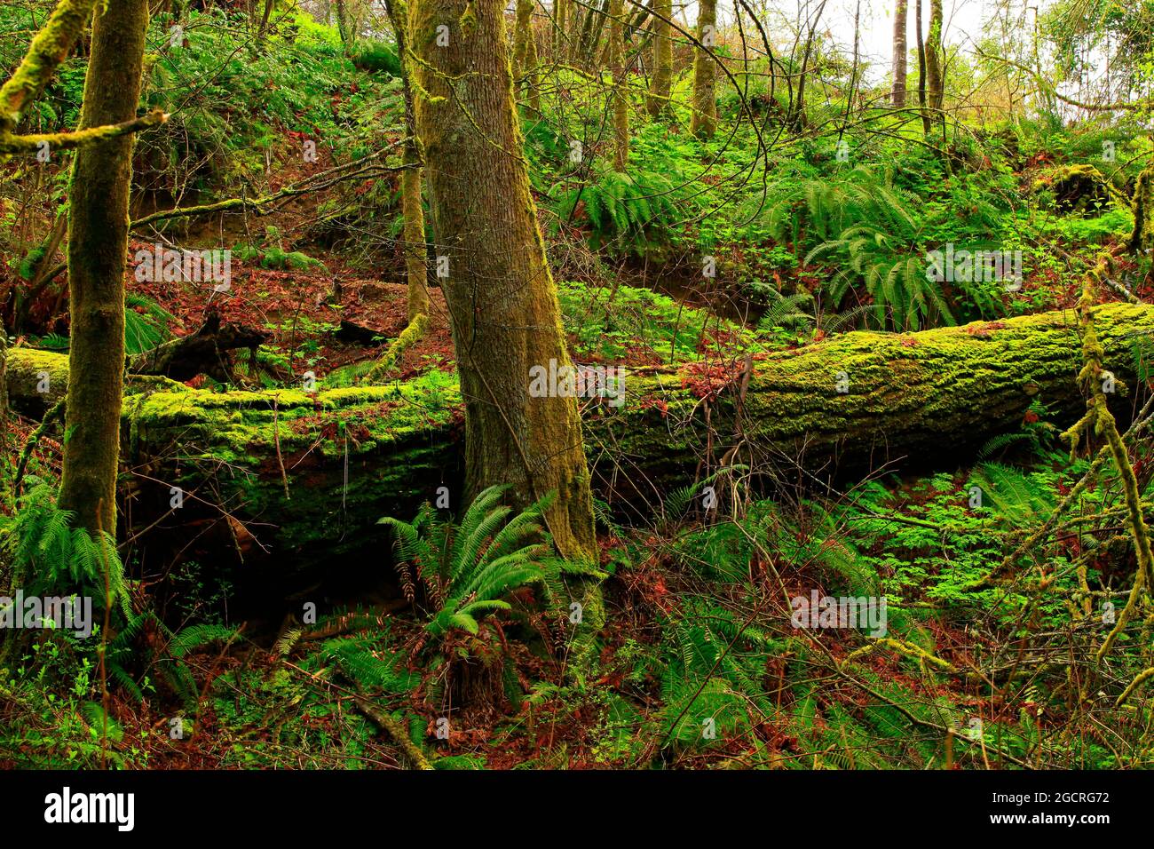 a exterior picture of an Pacific Northwest forest with Douglas fir ...