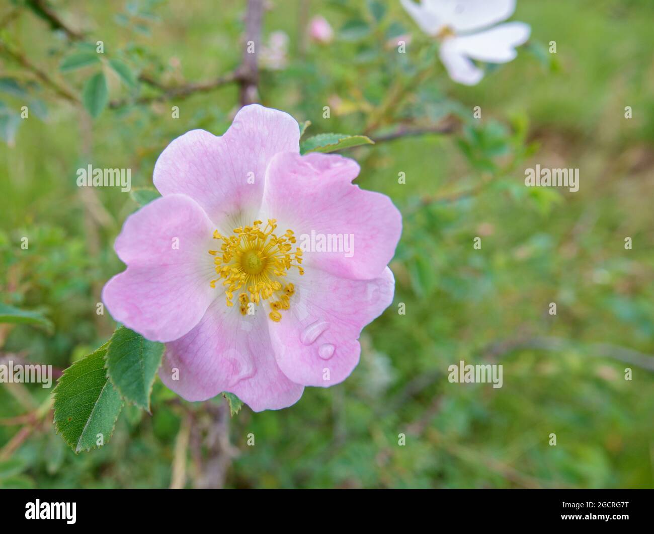 beautiful pink dog rose (Rosa canina) growing wild on Salisbury Plain ...