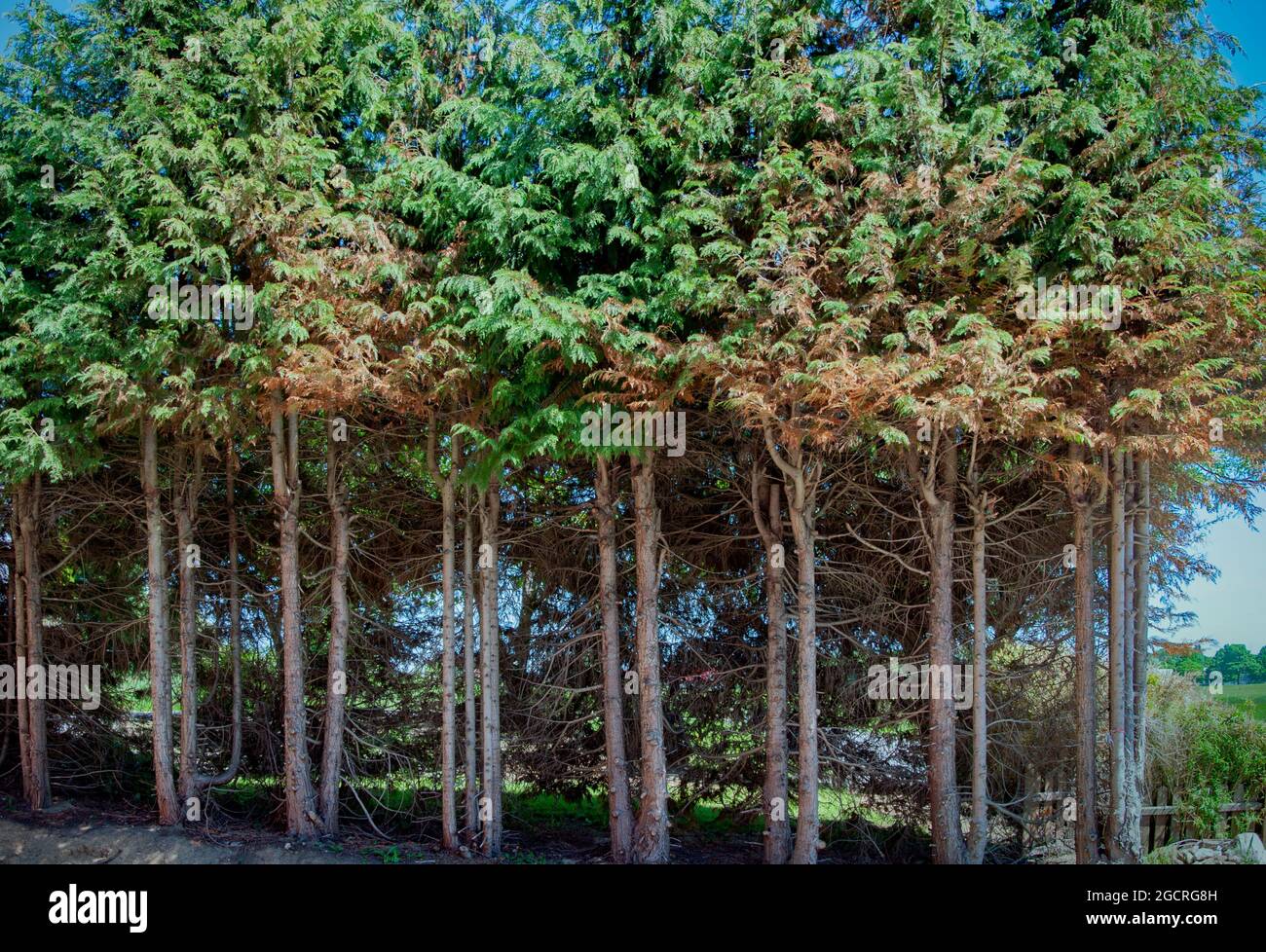 Trees alongside the road. Summer Forest Stock Photo - Alamy