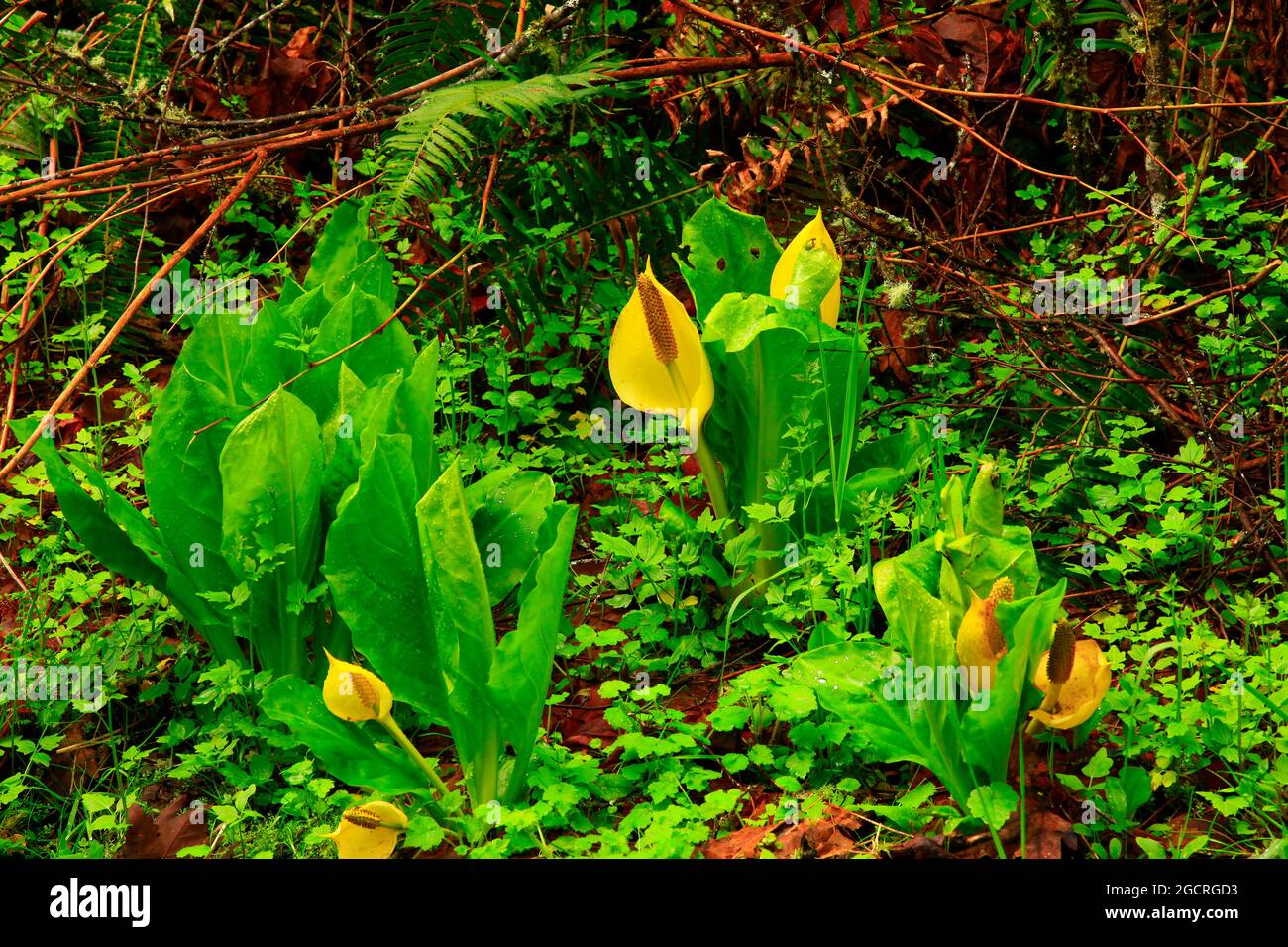 a exterior picture of an Pacific Northwest forest with skunk cabbage ...
