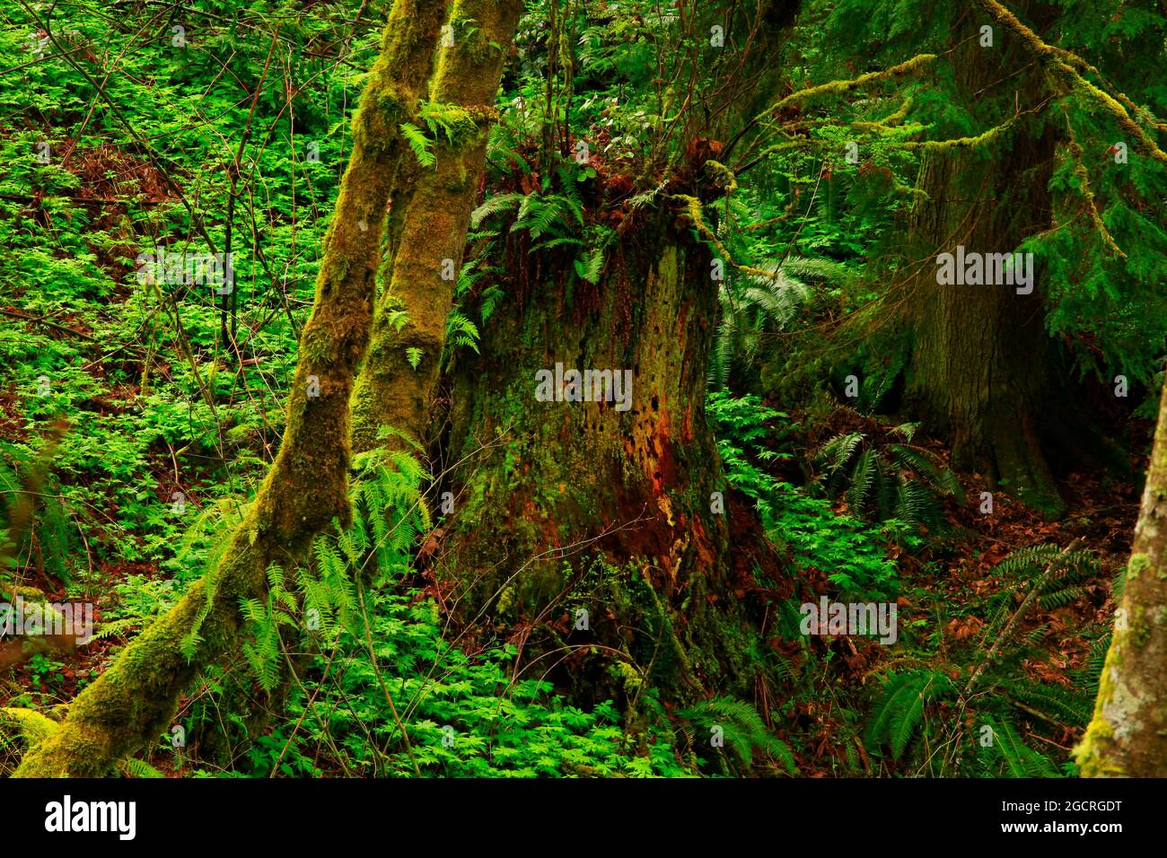 a exterior picture of an Pacific Northwest forest with old growth ...