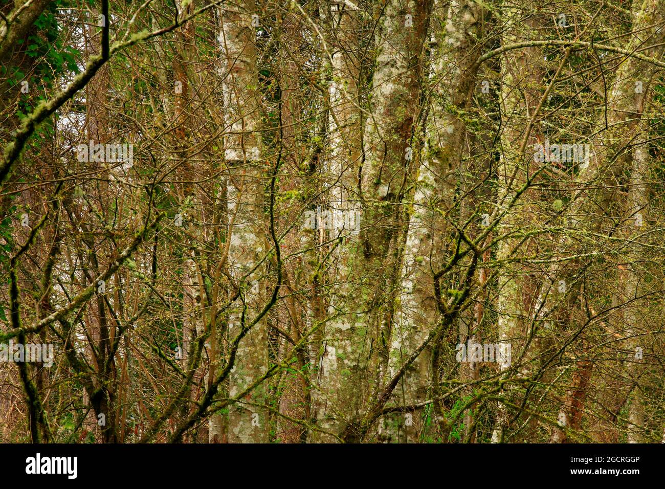 a exterior picture of an Pacific Northwest forest with Red alder trees ...