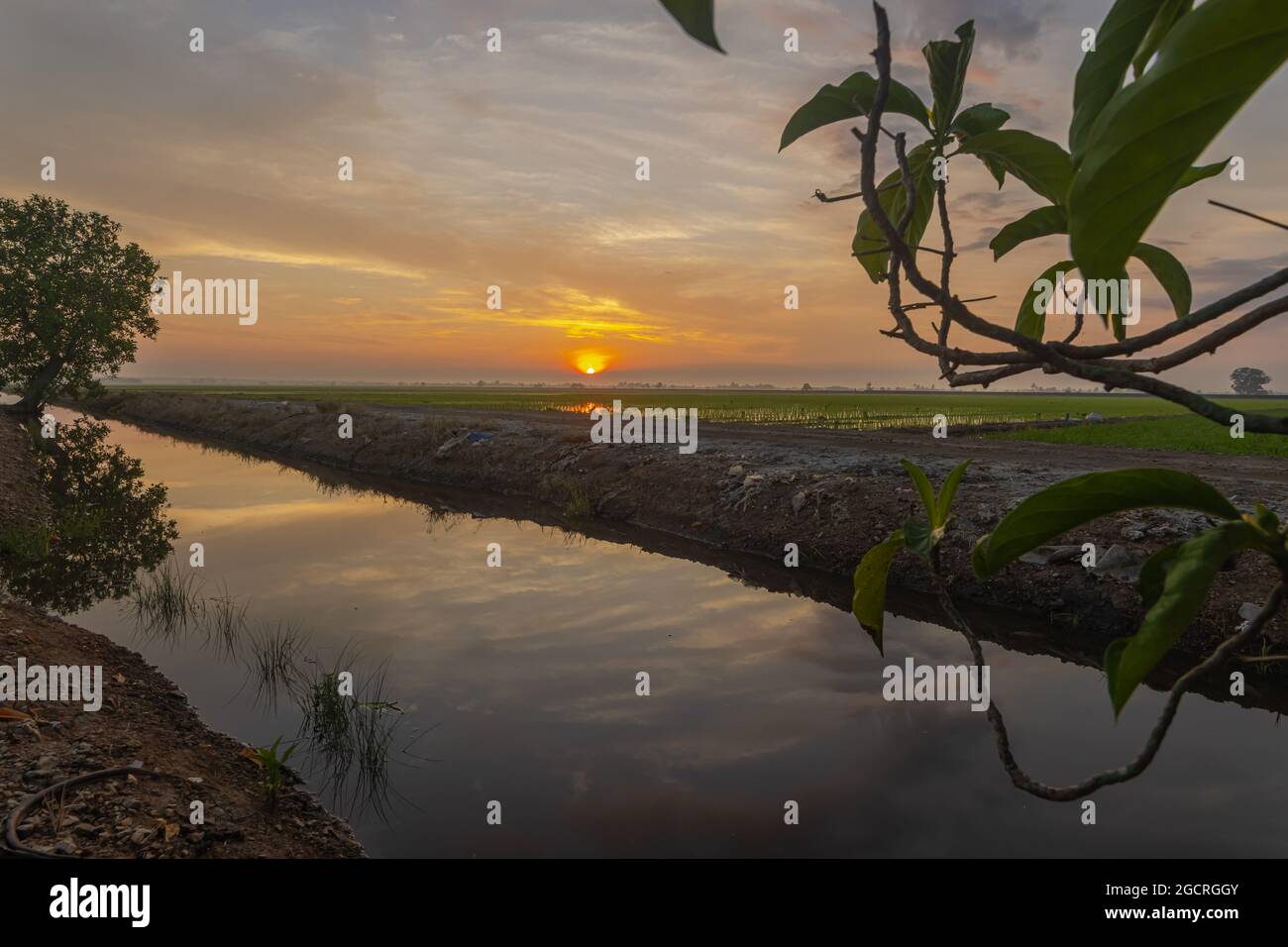 Paddy field in rain hi-res stock photography and images - Alamy