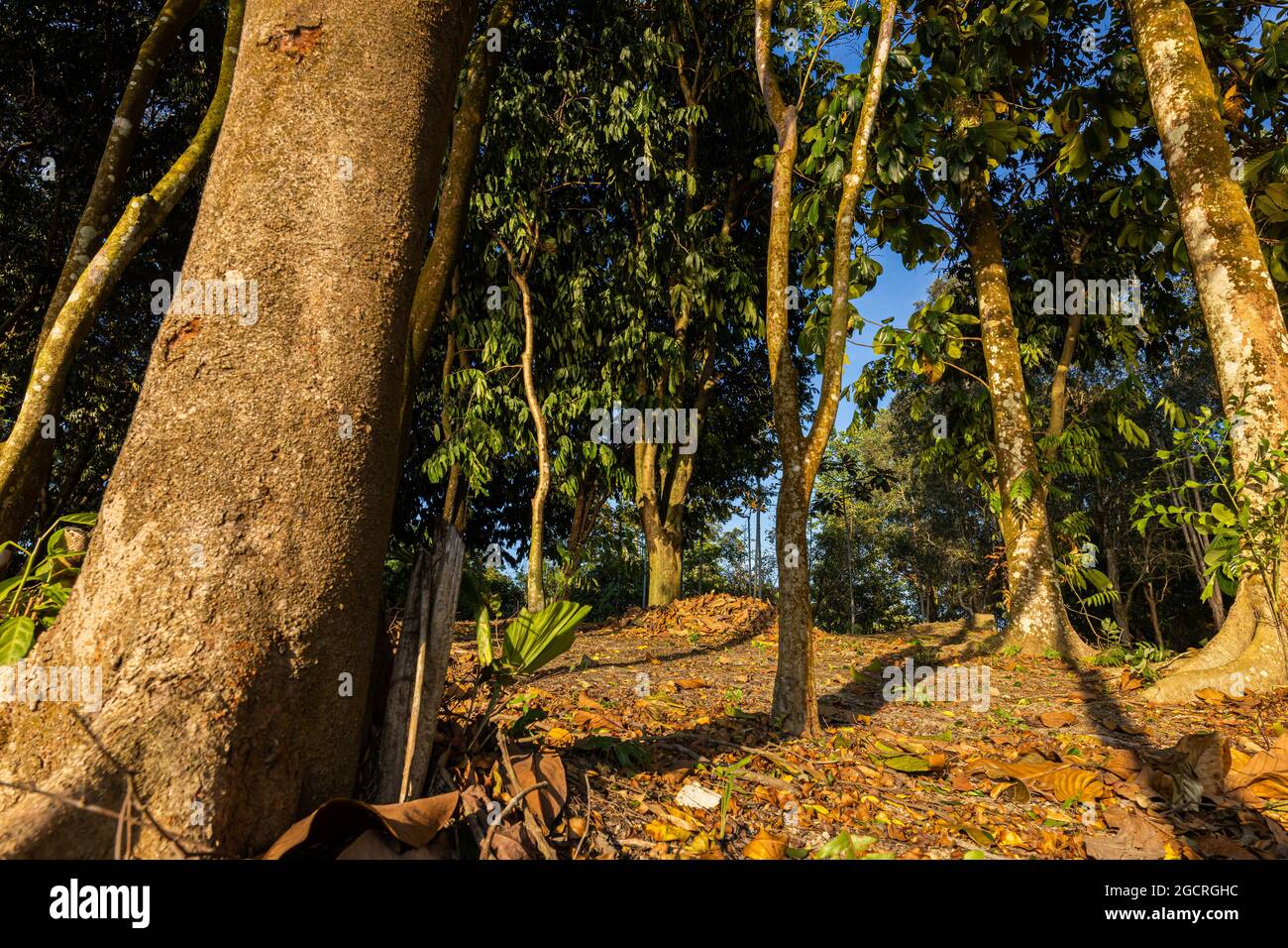 Tropical forest during sunset. Long shadows from the falling sun. The ...