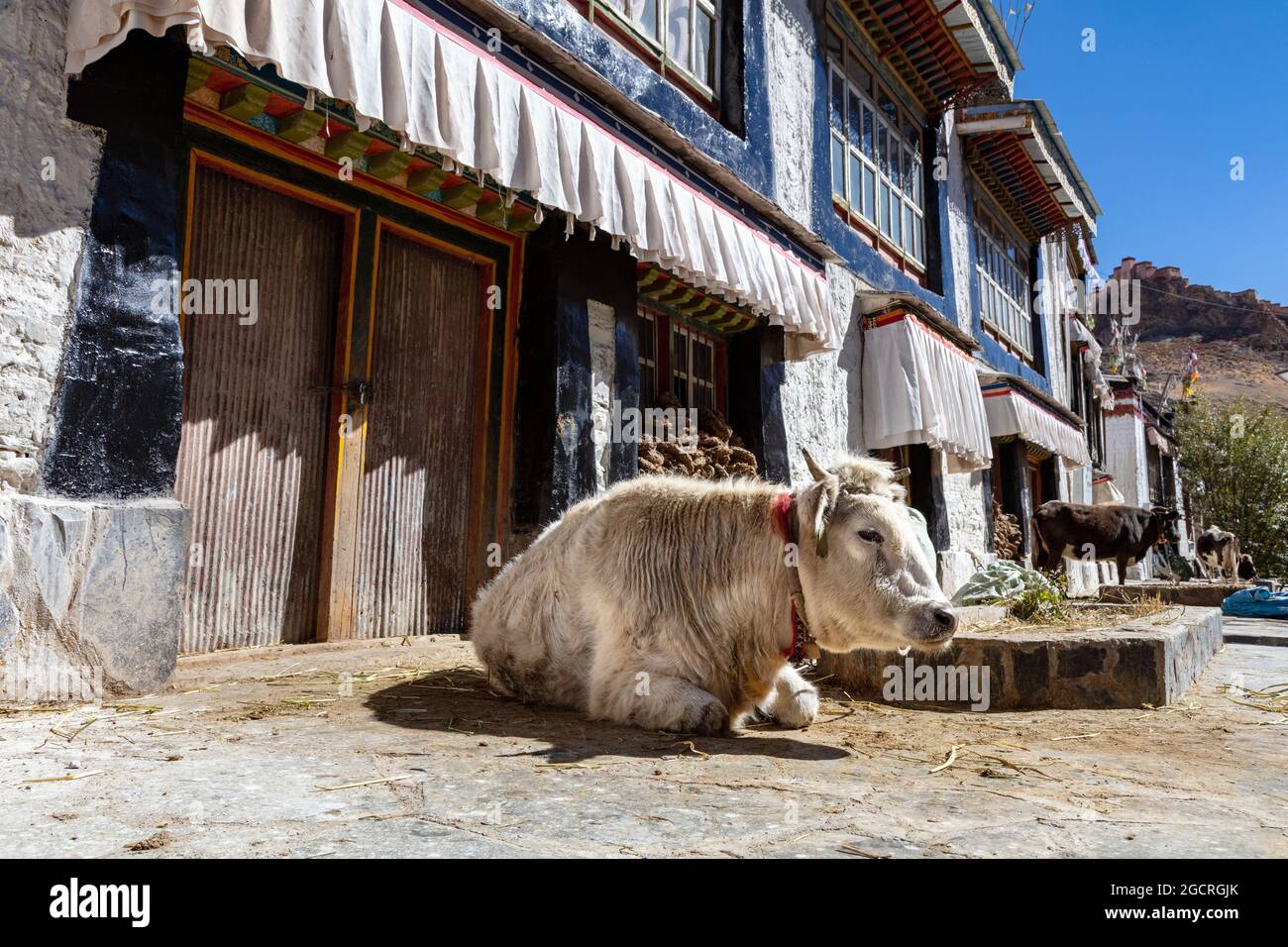 Tibetan cow hi-res stock photography and images - Alamy