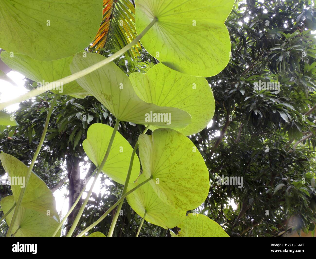 Low angle shot of nelumbo nucifera lotus leaves Stock Photo - Alamy