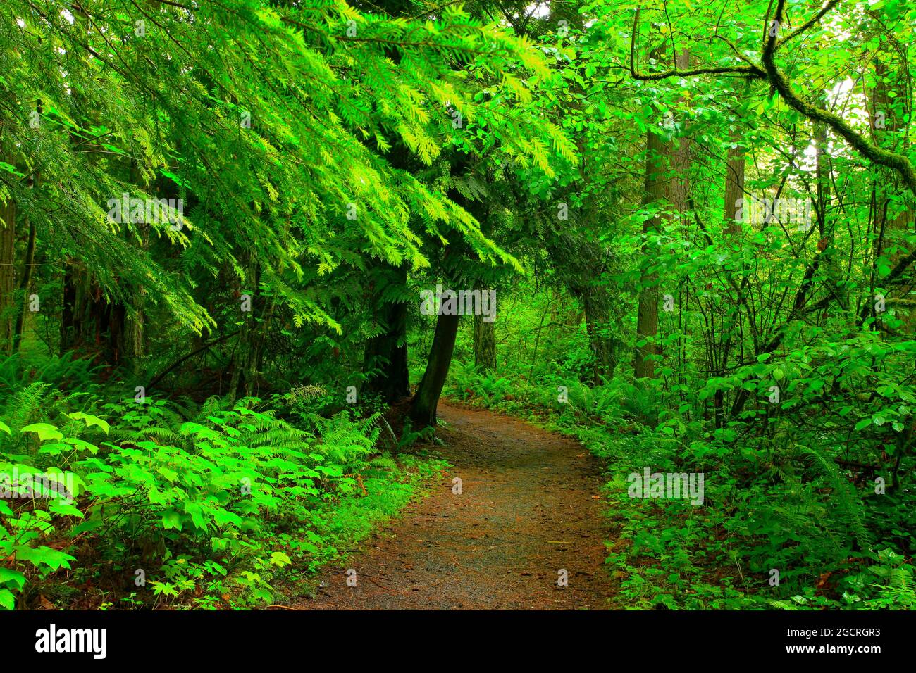 a exterior picture of an Pacific Northwest forest trail Stock Photo - Alamy