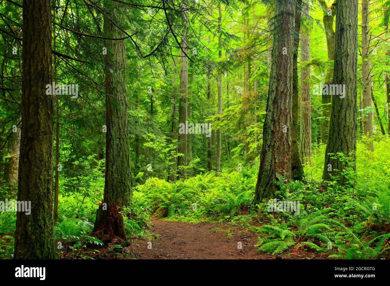 a exterior picture of an Pacific Northwest forest trail Stock Photo - Alamy