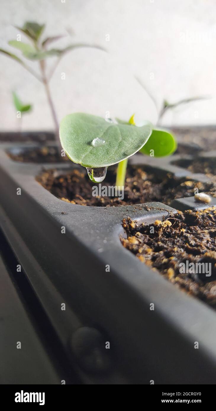 Water droplet falling from a green leaf of a plant in a pot Stock Photo ...