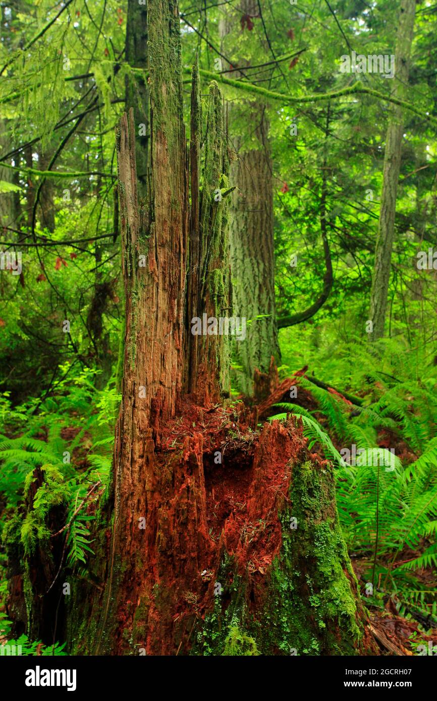 a exterior picture of an Pacific Northwest forest with old growth ...