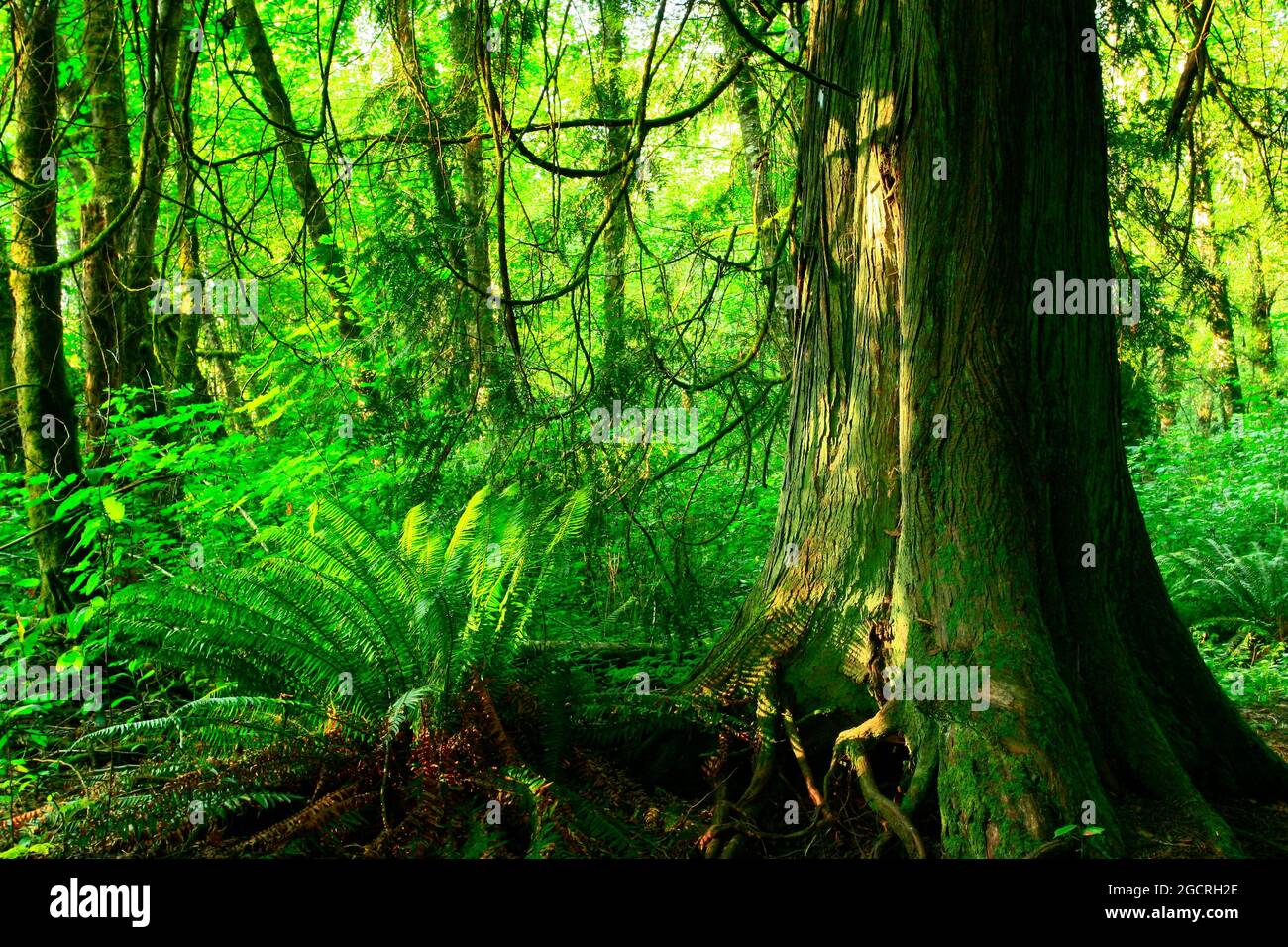 a exterior picture of an Pacific Northwest forest with old growth ...