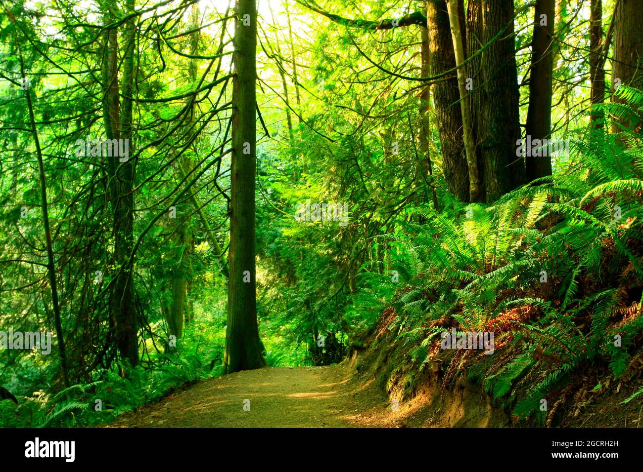 a exterior picture of an Pacific Northwest forest trail Stock Photo - Alamy
