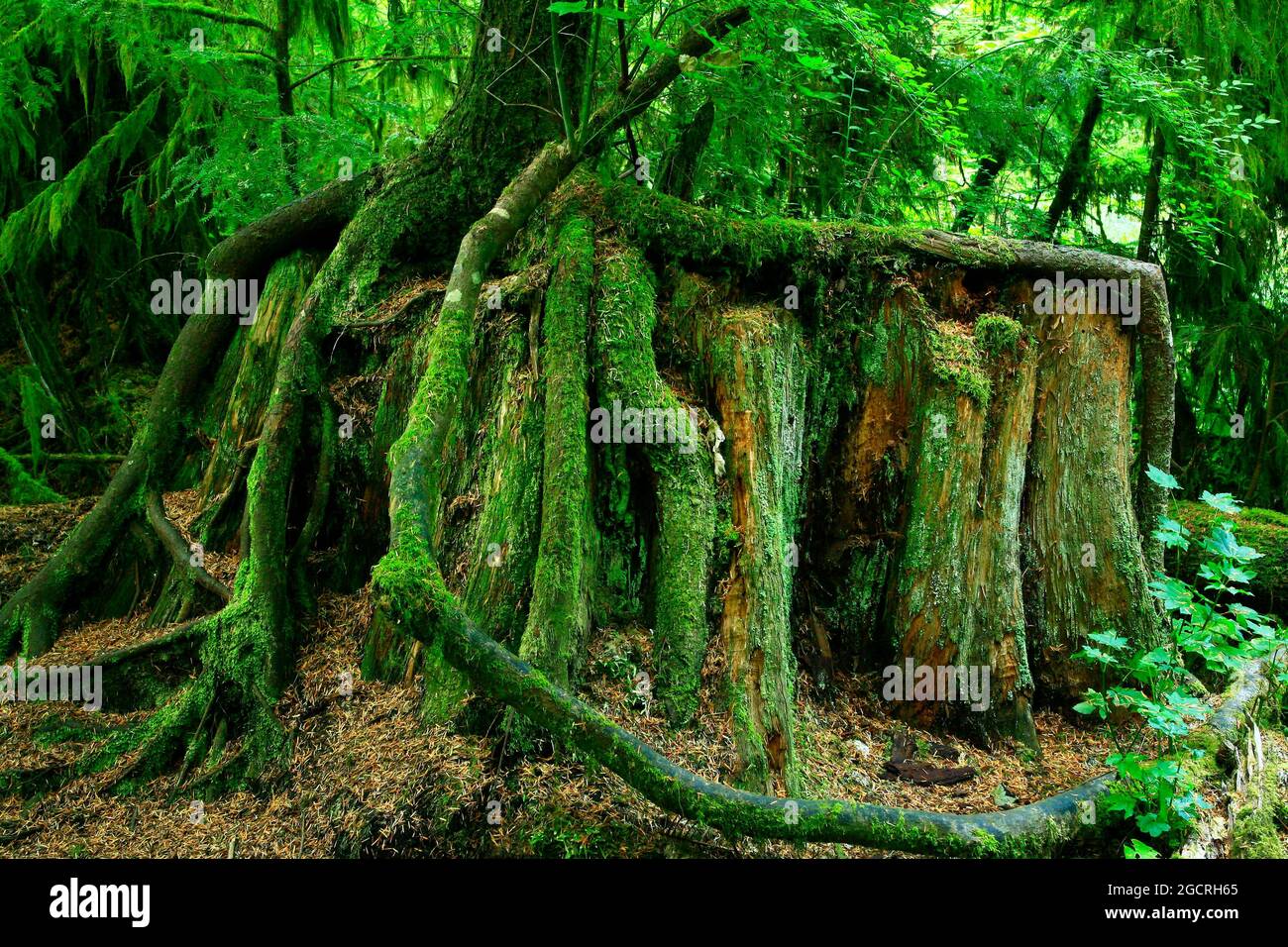 a exterior picture of an Pacific Northwest forest with old growth ...