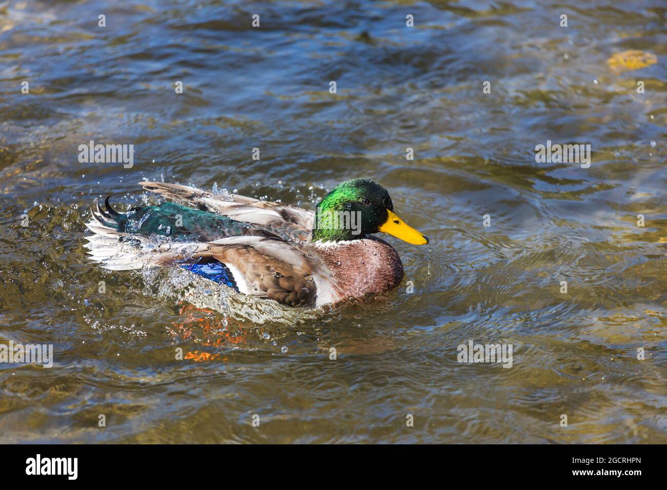 Amazing mallard duck on mountains lake Stock Photo - Alamy