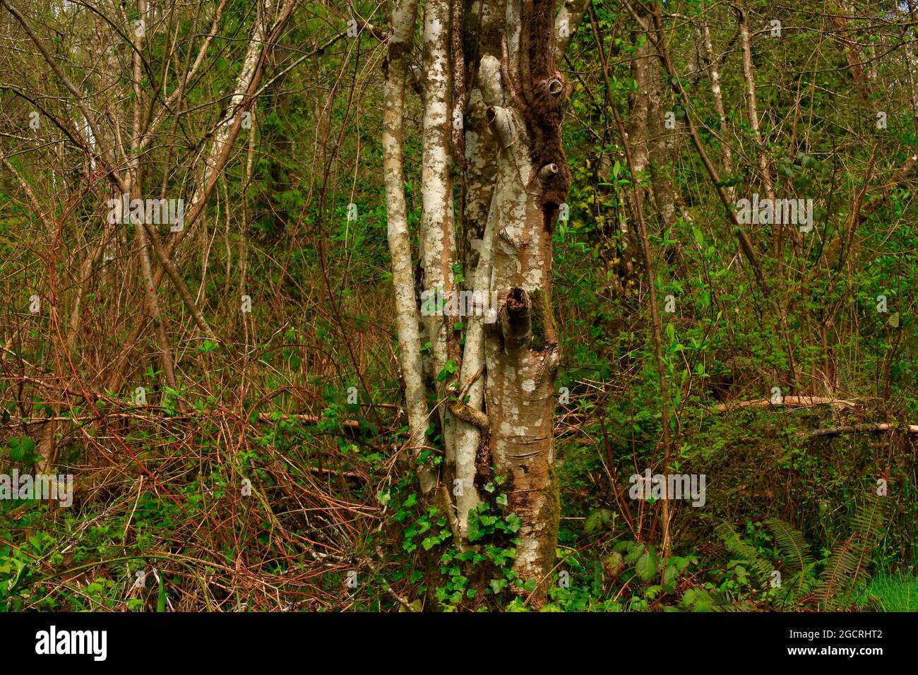a exterior picture of an Pacific Northwest forest with Red alder trees ...