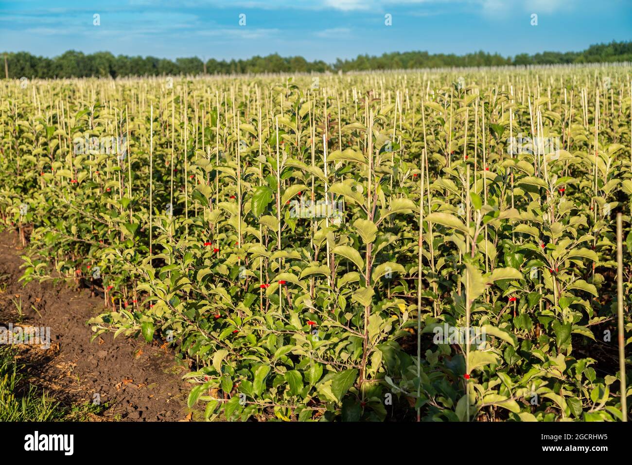 Apple tree seedlings in the nursery on drip irrigation Stock Photo - Alamy
