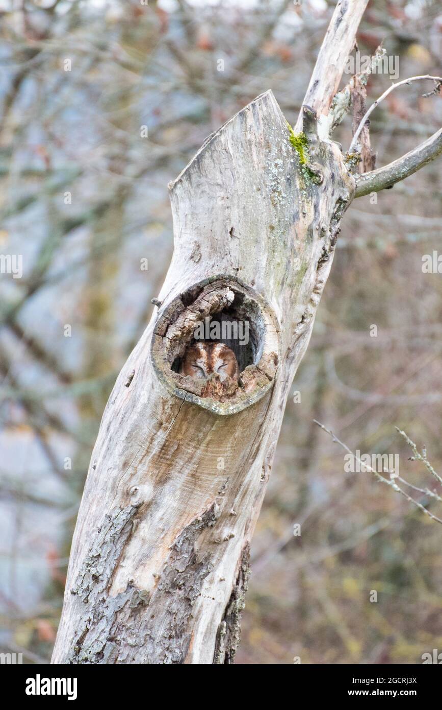 Burrowing owls tree hi-res stock photography and images - Alamy
