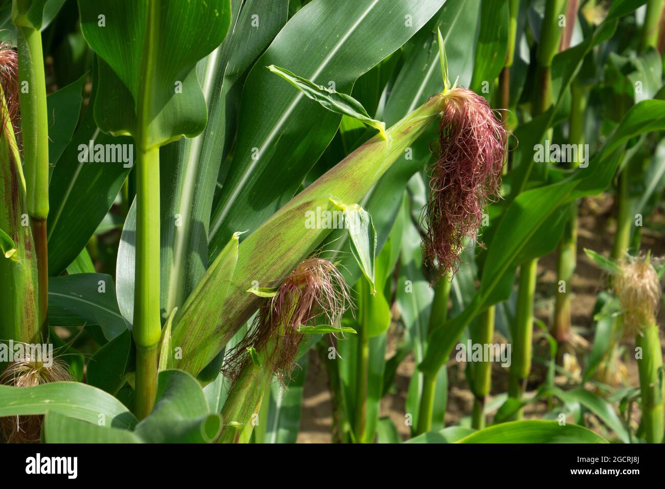 Growing corn leaves leaf isolated hi-res stock photography and images ...