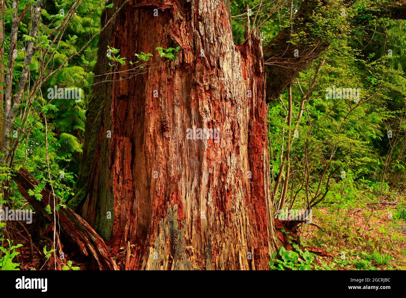 a exterior picture of an Pacific Northwest forest with old growth ...
