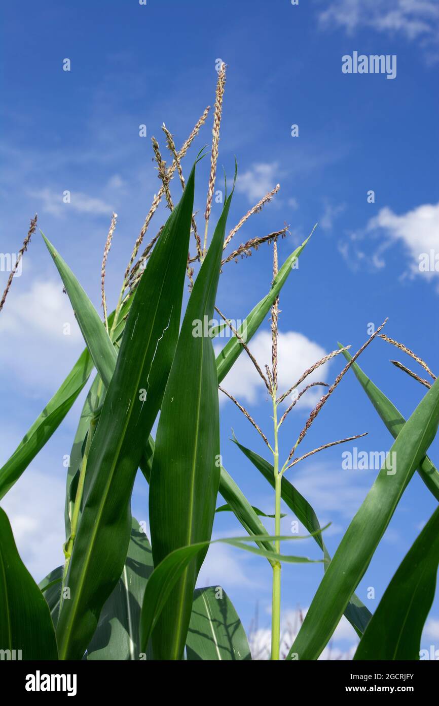 Flowering corn cob hi-res stock photography and images - Alamy