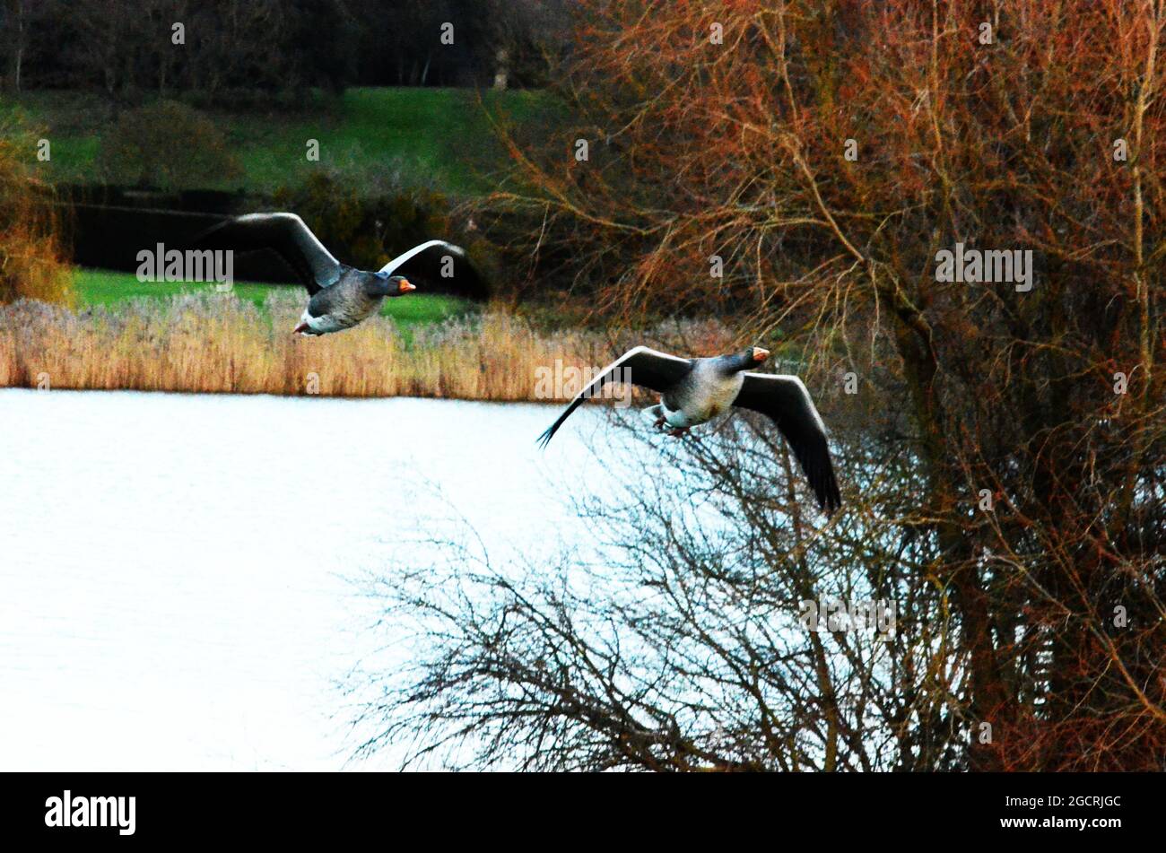 Flying Geese (Anser indicus Stock Photo - Alamy