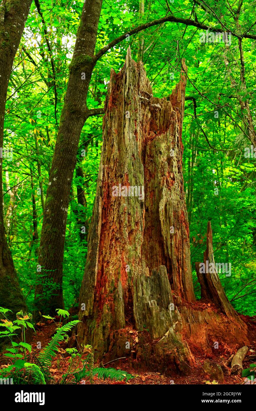 a exterior picture of an Pacific Northwest forest with old growth ...