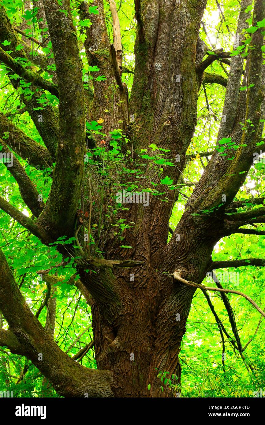a exterior picture of an Pacific Northwest forest with Big leaf maple ...