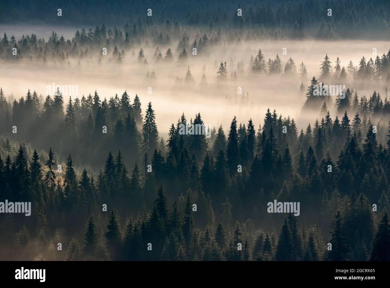 misty valley scenery at sunrise. beautiful nature background with ...