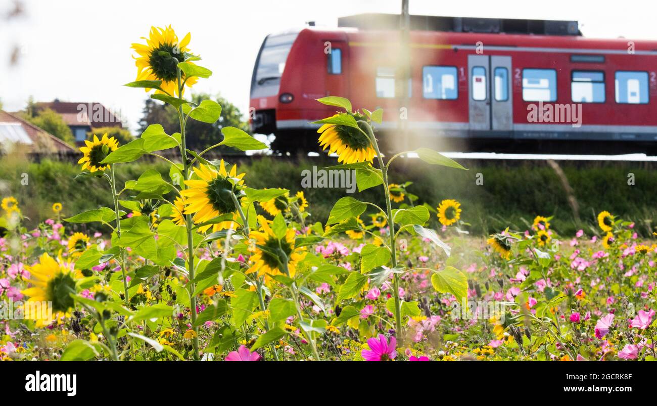 Train and sunflowers hi-res stock photography and images - Alamy
