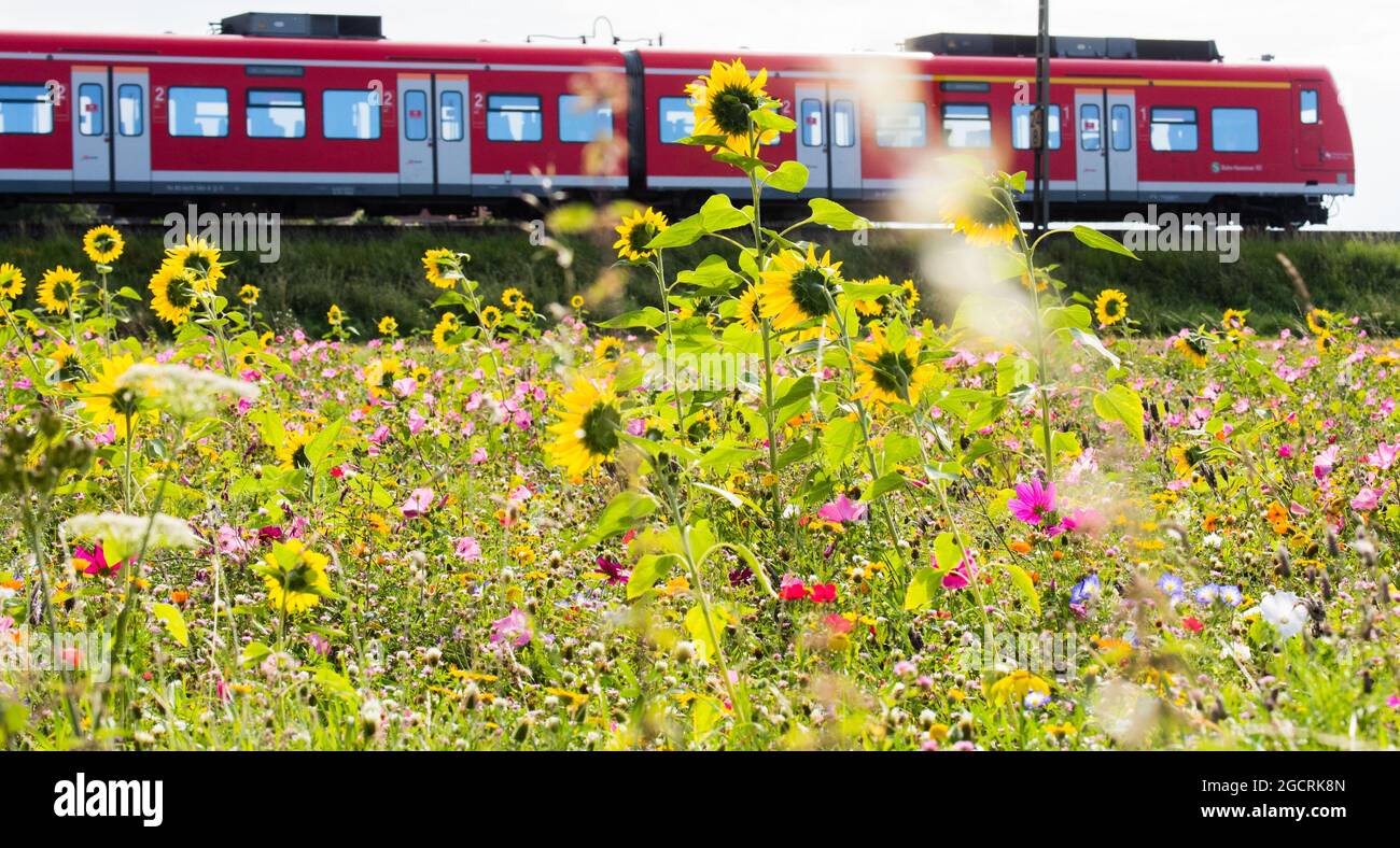Train and sunflowers hi-res stock photography and images - Alamy