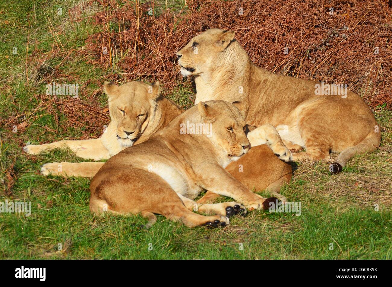 Lioness group hi-res stock photography and images - Alamy
