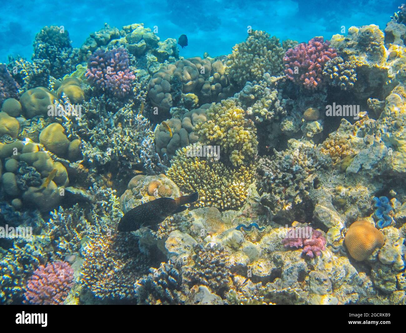 Underwater photography of the Red Sea reefs in South Sinai Stock Photo ...