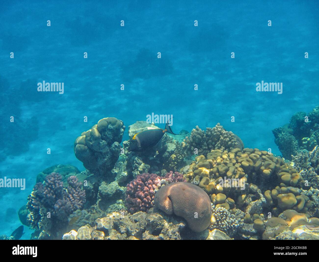 Underwater photography of the Red Sea reefs in South Sinai Stock Photo ...