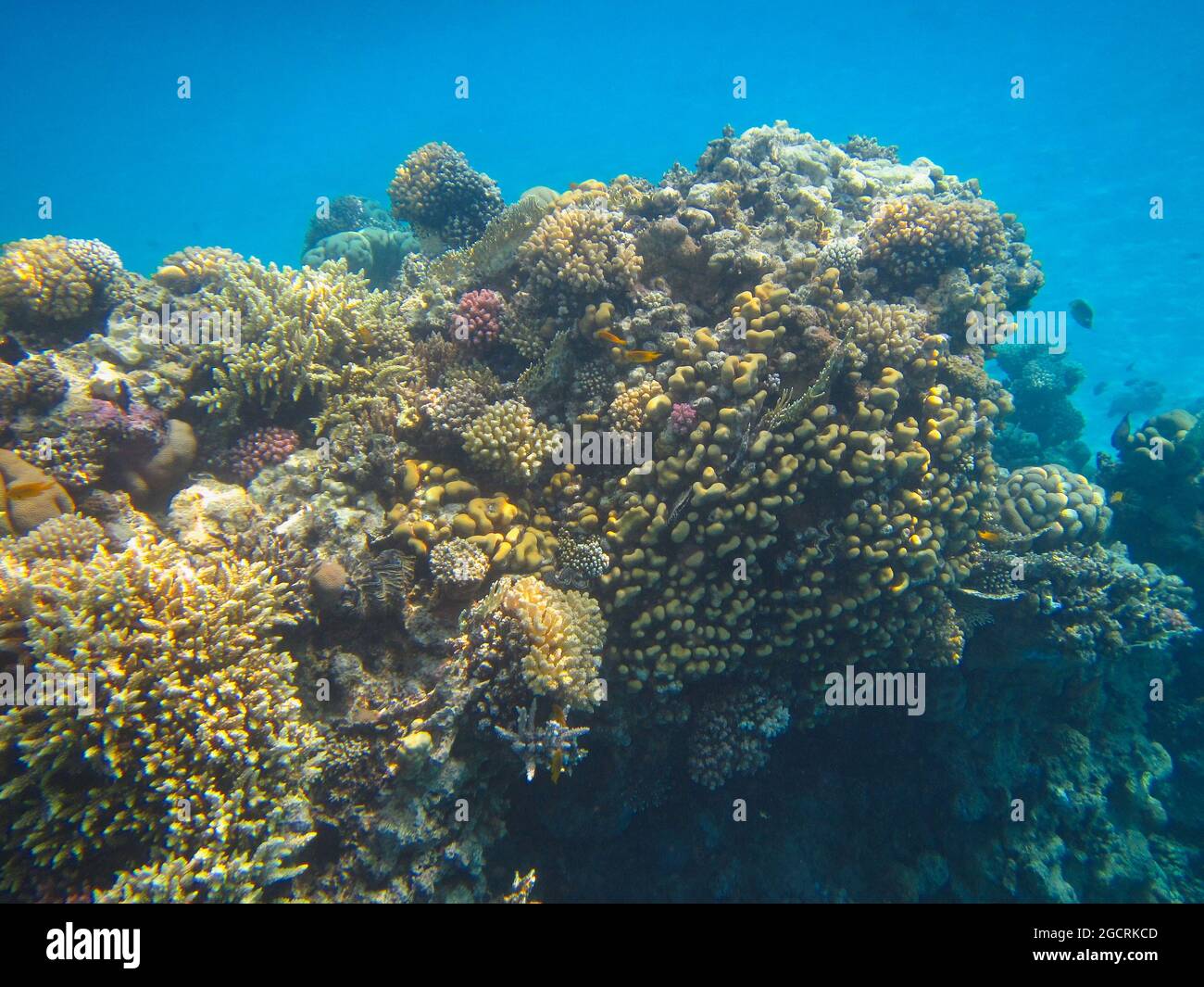 Underwater photography of the Red Sea reefs in South Sinai Stock Photo ...