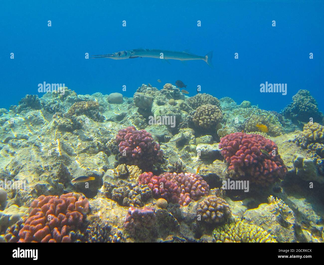 Underwater photography of the Red Sea reefs in South Sinai Stock Photo ...