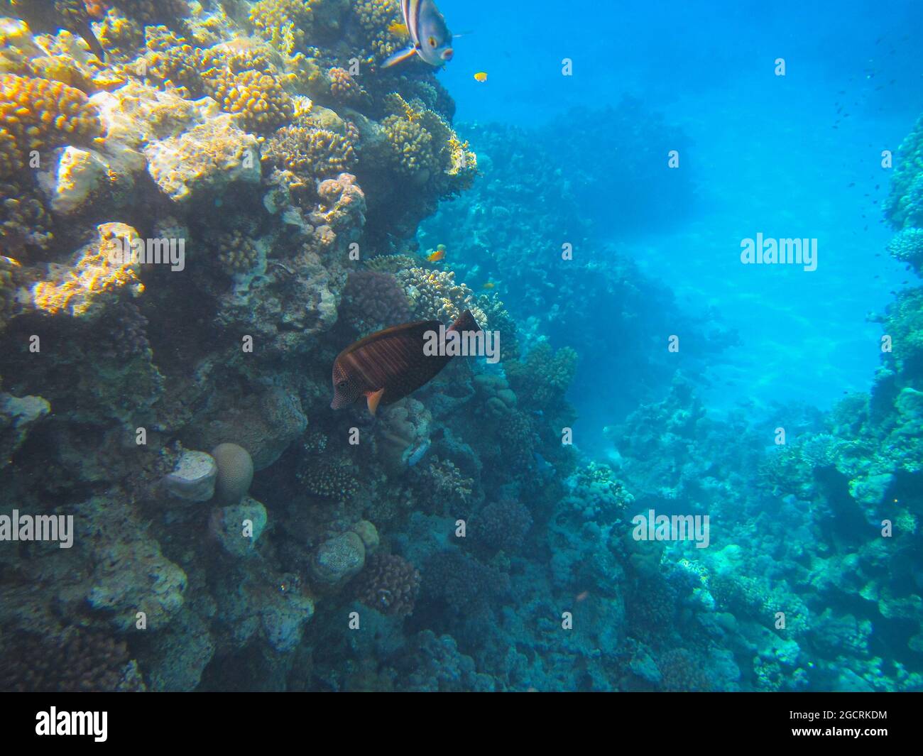 Underwater photography of the Red Sea reefs in South Sinai Stock Photo ...