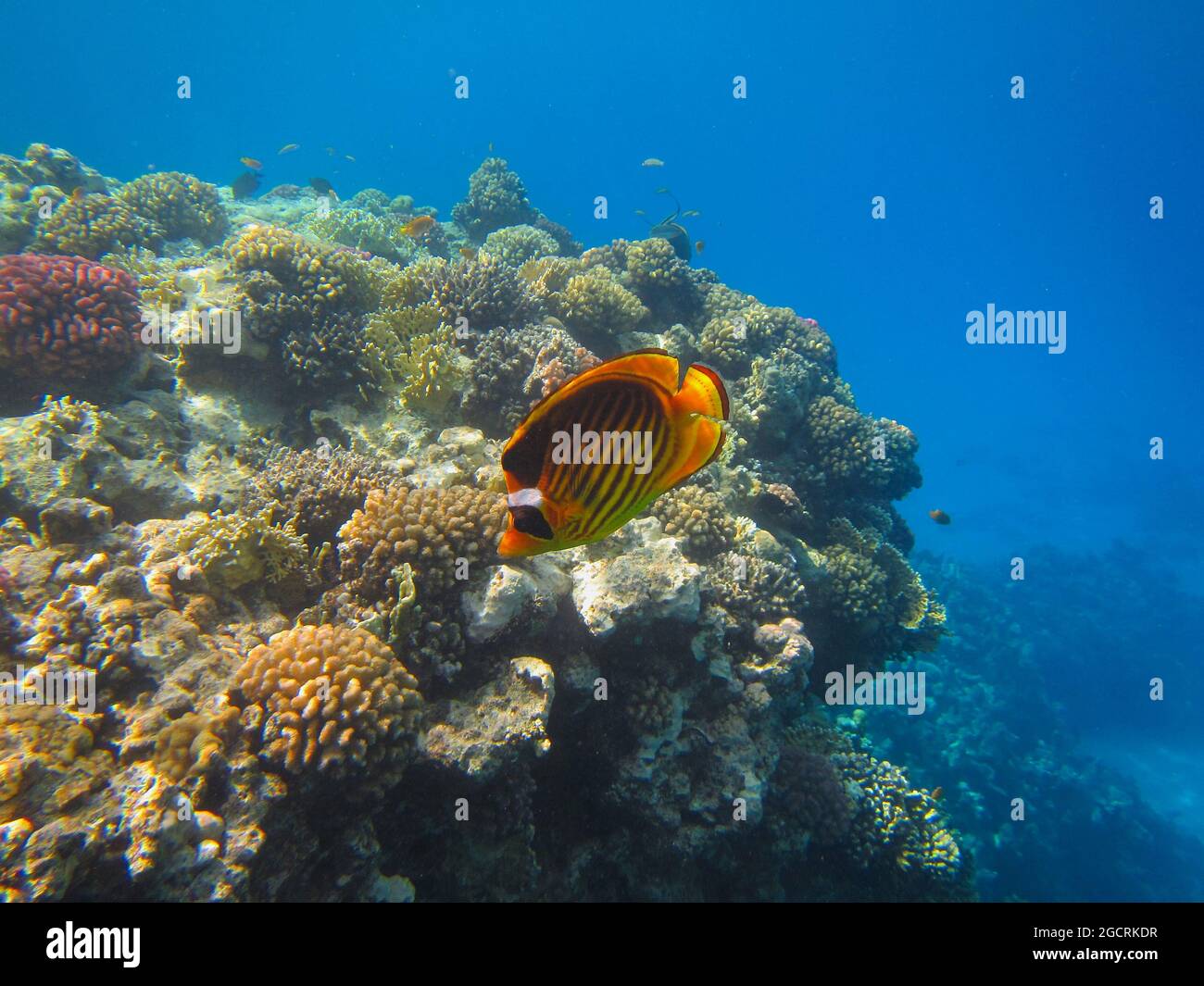 Underwater photography of the Red Sea reefs in South Sinai Stock Photo ...