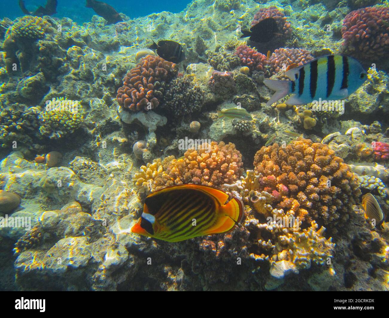 Underwater photography of the Red Sea reefs in South Sinai Stock Photo ...