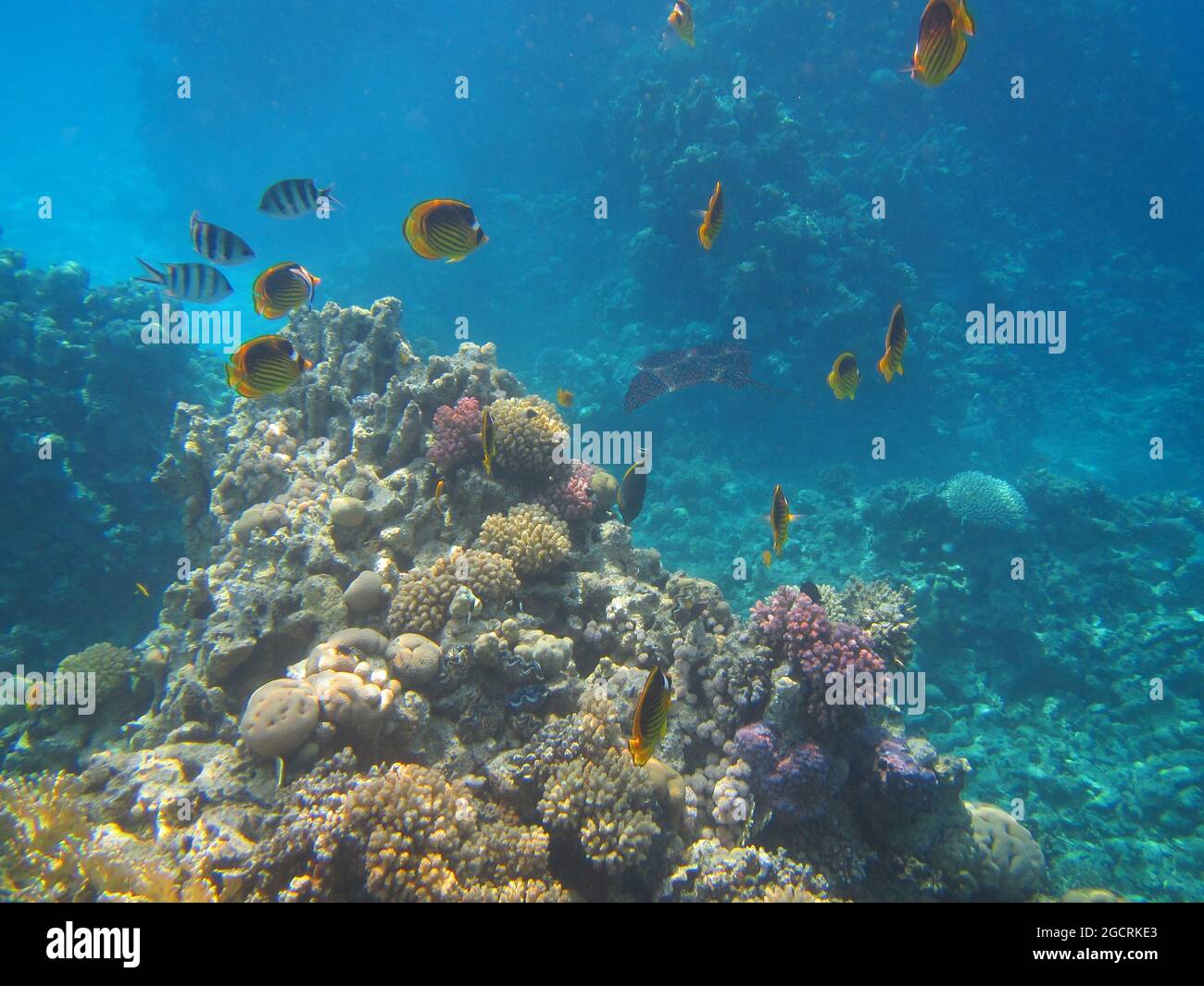 Underwater photography of the Red Sea reefs in South Sinai Stock Photo ...