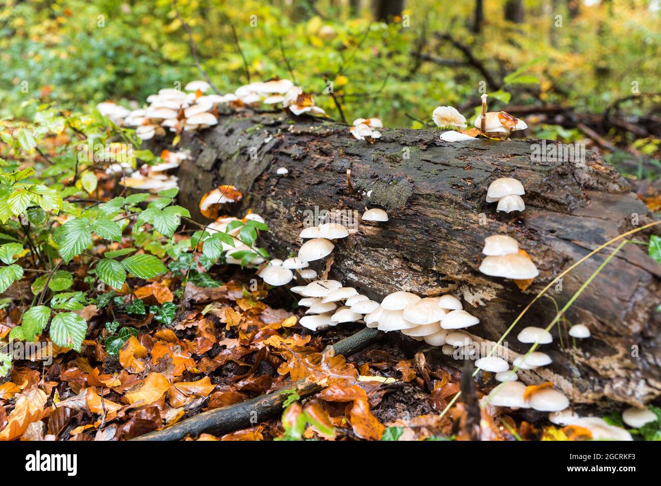 white mushroom on rotten stem Stock Photo - Alamy