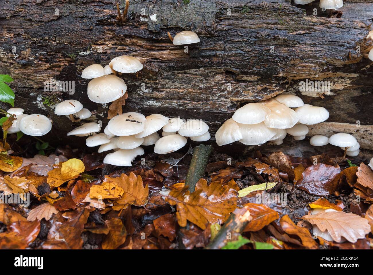 white mushroom on rotten stem Stock Photo - Alamy