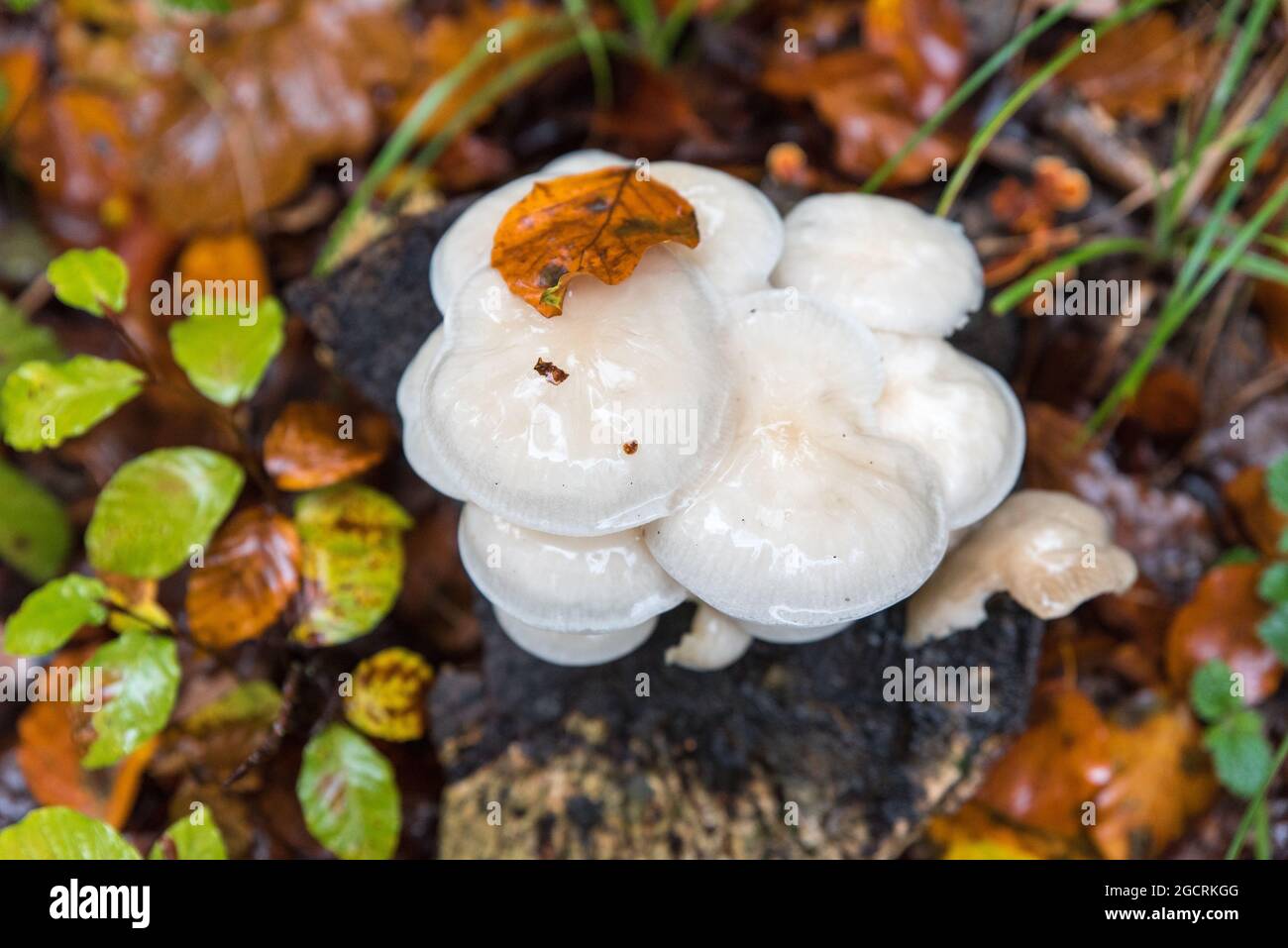 white mushroom on rotten stem Stock Photo - Alamy