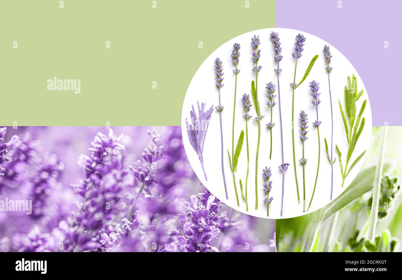 Lavender tone collage of flowers and fields of flowering lavender Stock ...