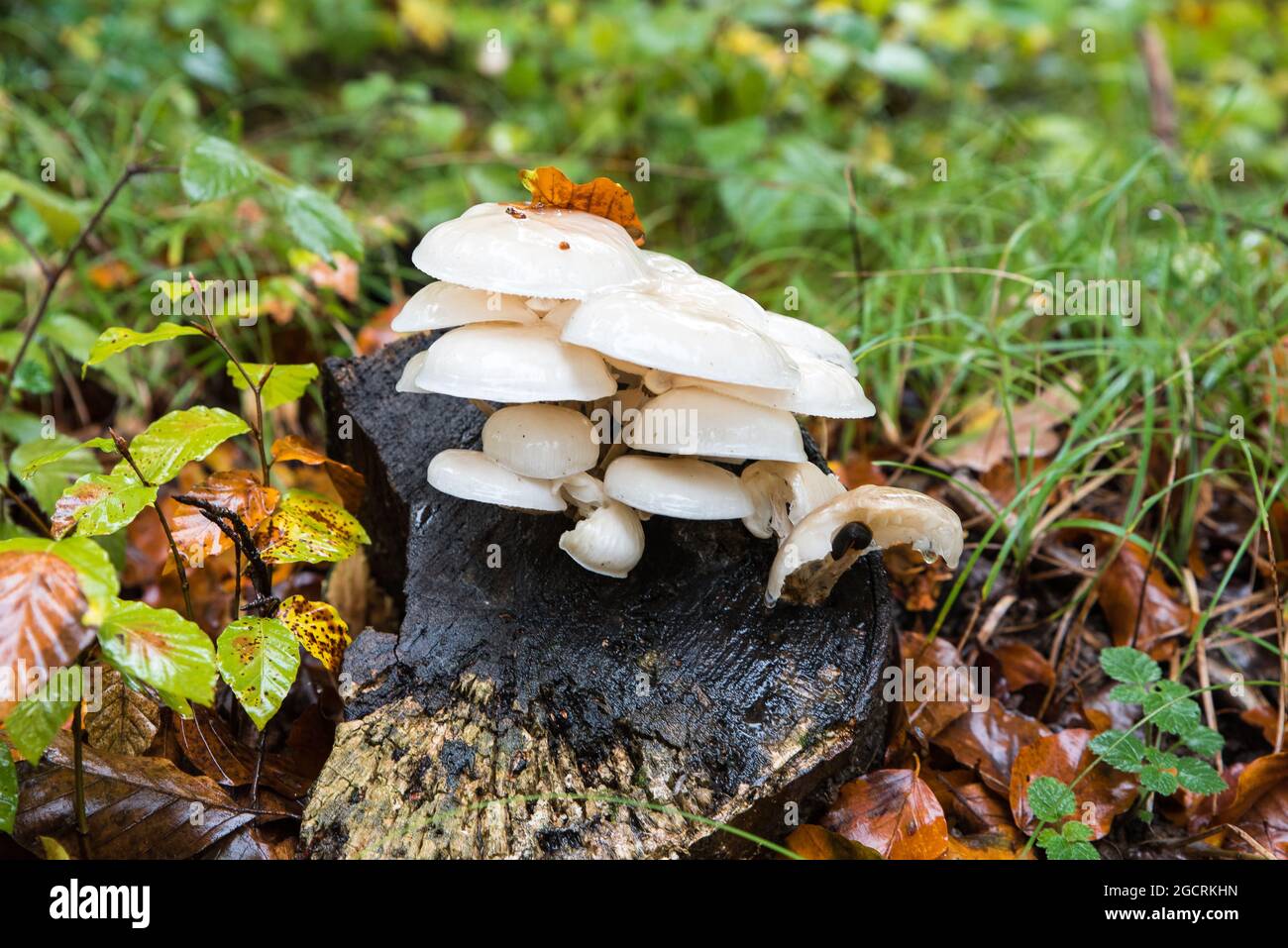 white mushroom on rotten stem Stock Photo - Alamy