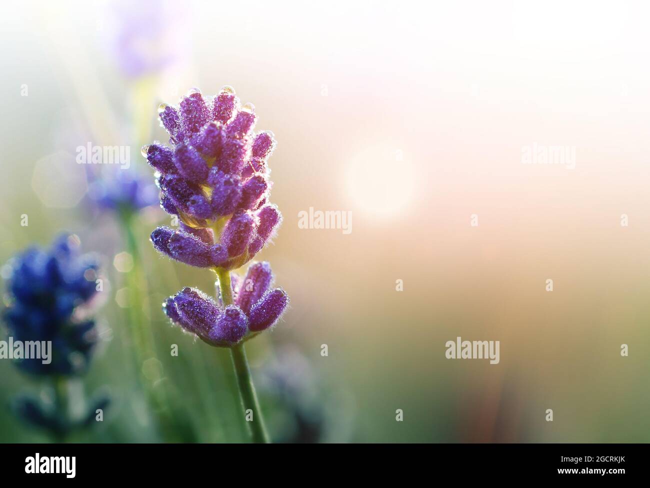 Lavender flowers with morning dew Stock Photo - Alamy