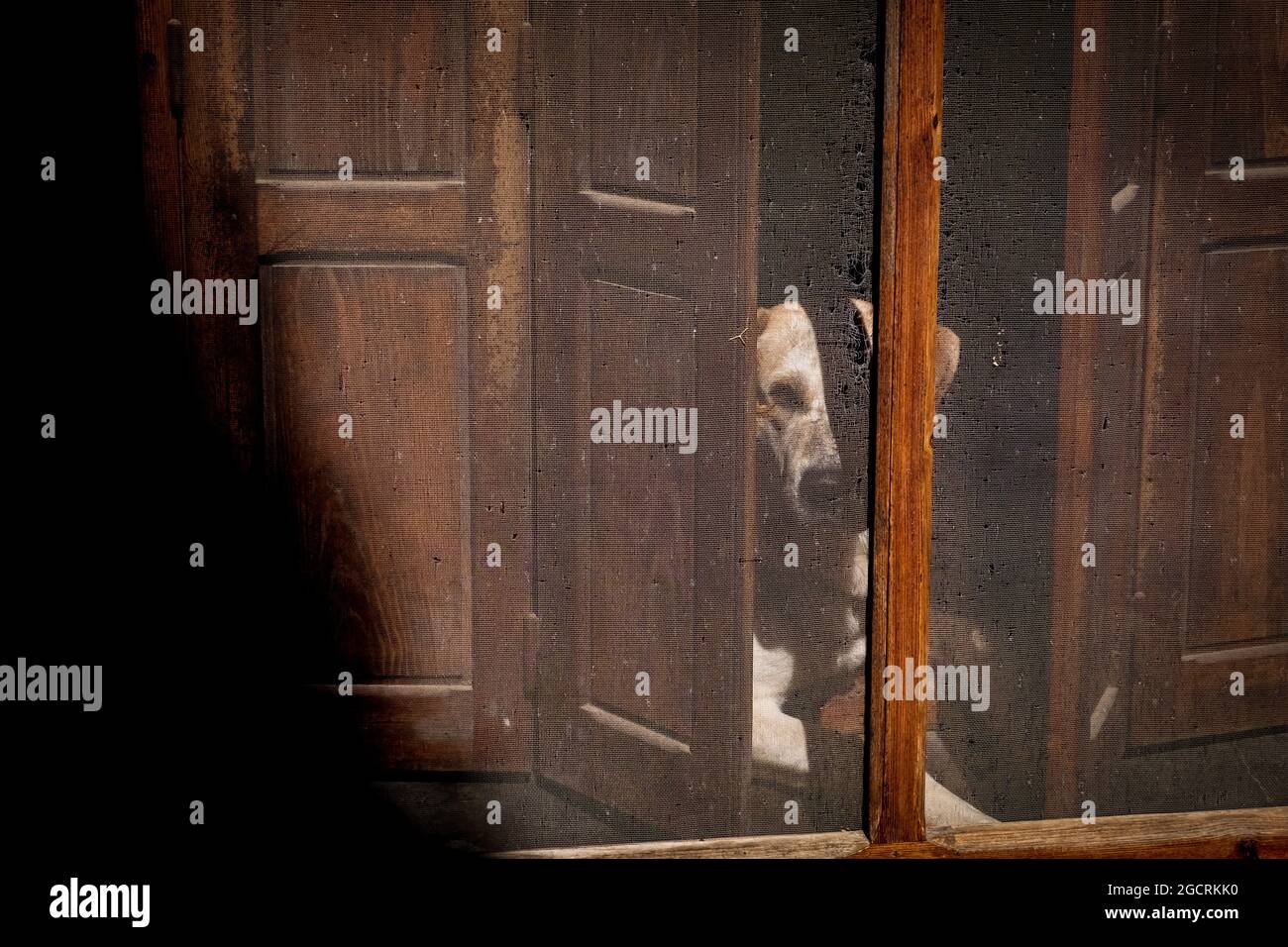 Picture of a dog peering from the half-open doors on a wall Stock Photo ...