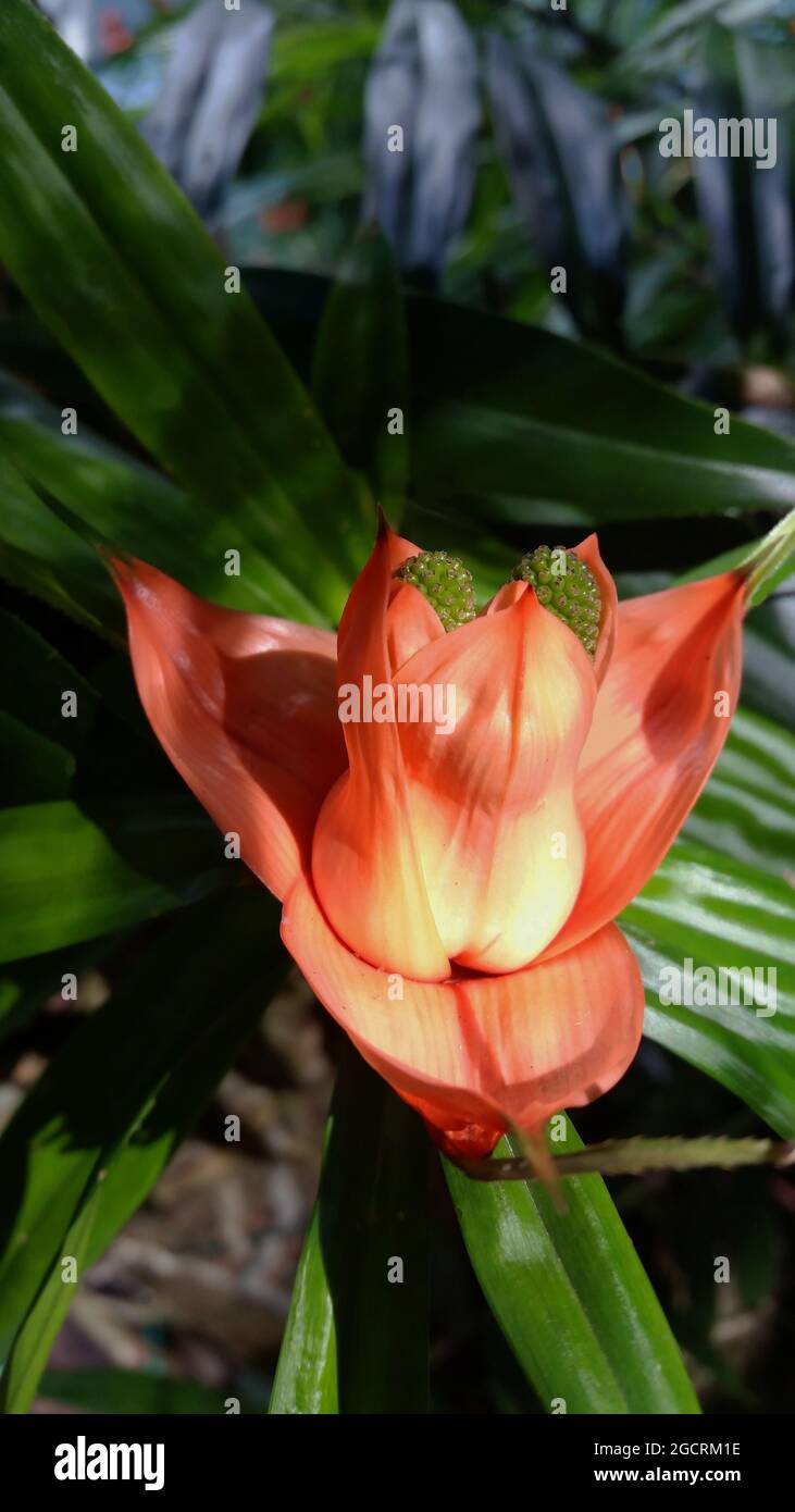 Red flower on nature background Stock Photo - Alamy